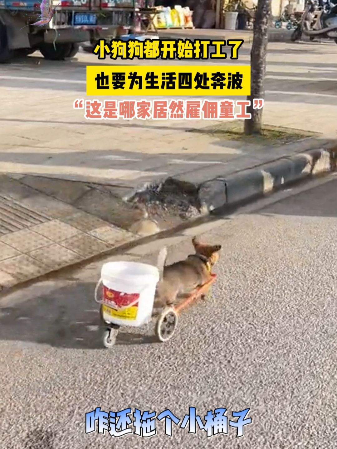 小狗狗都开始打工了,也要为生活四处奔波(视频