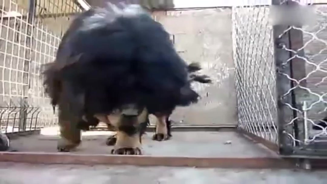 野生藏獒 纯种藏獒 藏獒王 藏獒视频