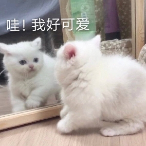 小五exit 