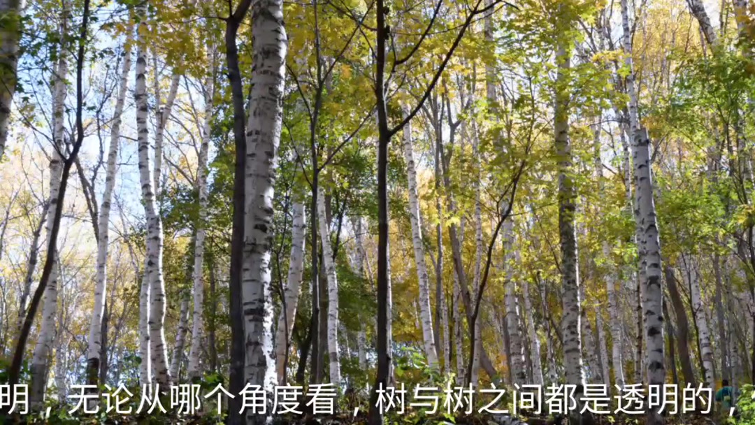 秋天的白桦林