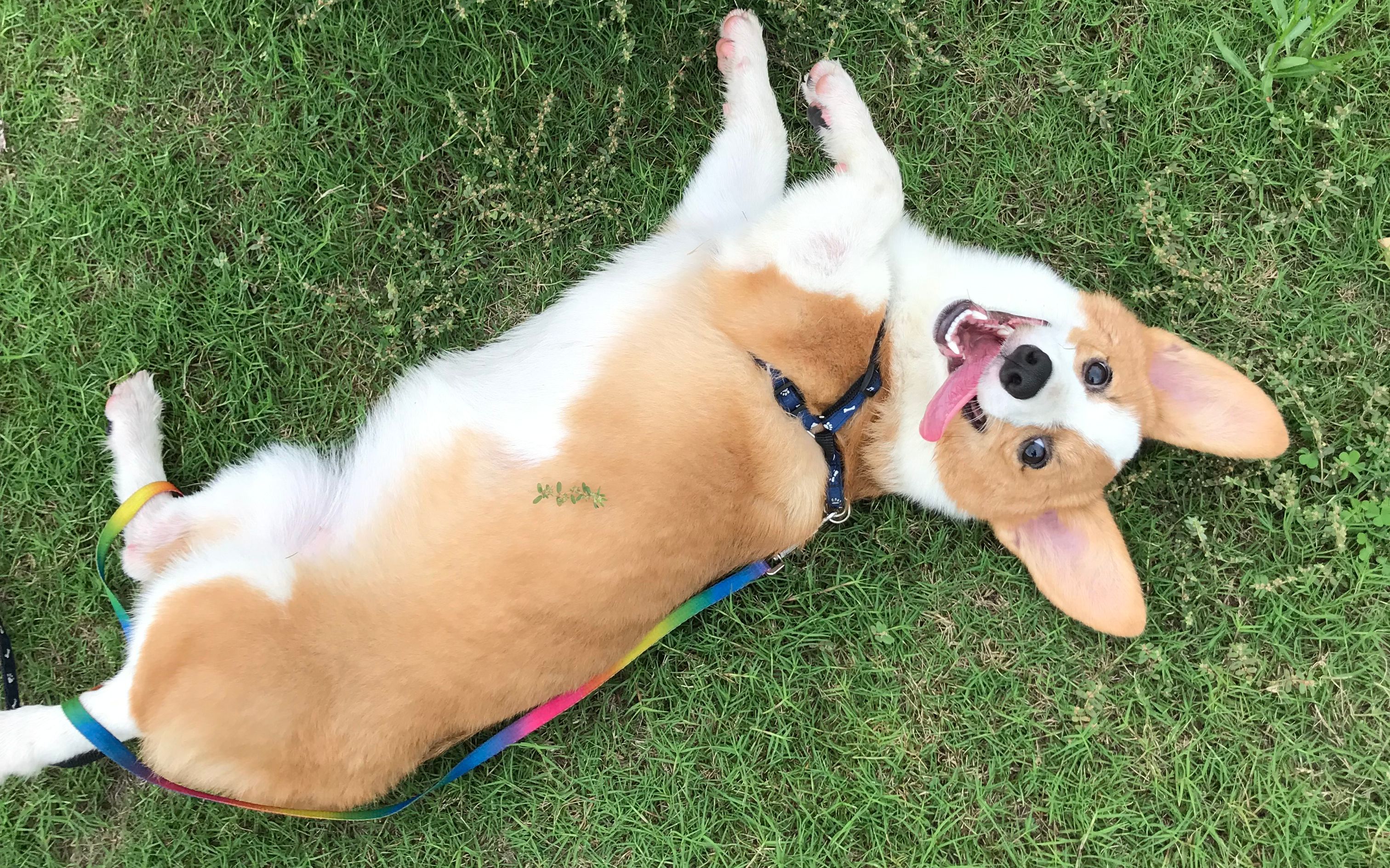 买到星期狗不到三天得了细小和冠状病毒,拉血呕吐差点死了,幸好不...