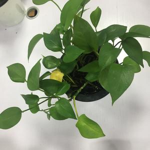悠闲恩尼斯6w 