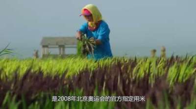 纪录片:我国是水稻生产大国,年产超过1.5亿吨,居世界之首!