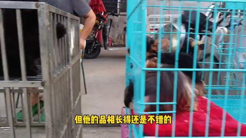 一千多块的法斗犬,要分体型的大小还有花型,你比较喜欢那个