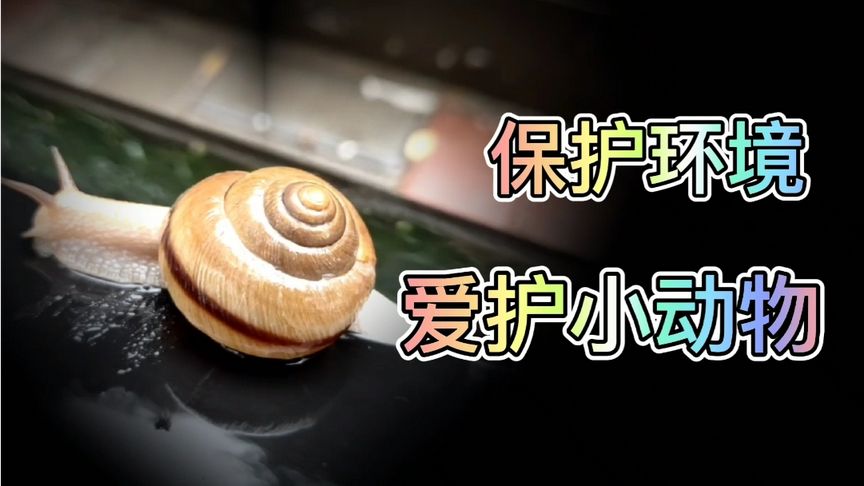 下雨天小朋友在路边发现小动物,接一下的举动令人感动