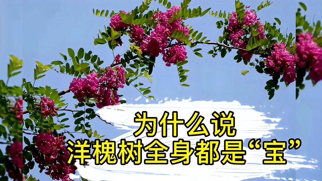 为什么说:洋槐树全身都是“宝”?好多厉害用途,只是你不懂。