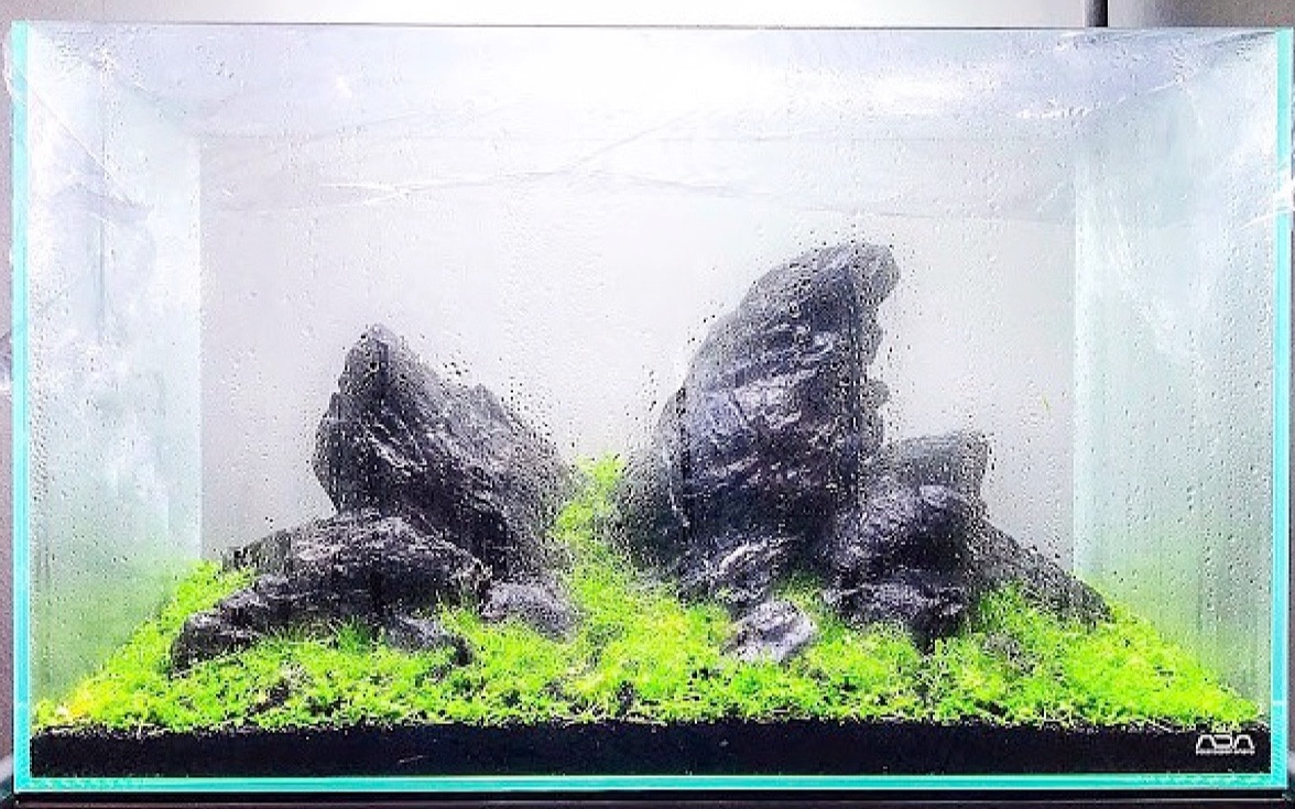 草缸丨无水干启动石景缸趴地矮珍珠草皮地毯的方法