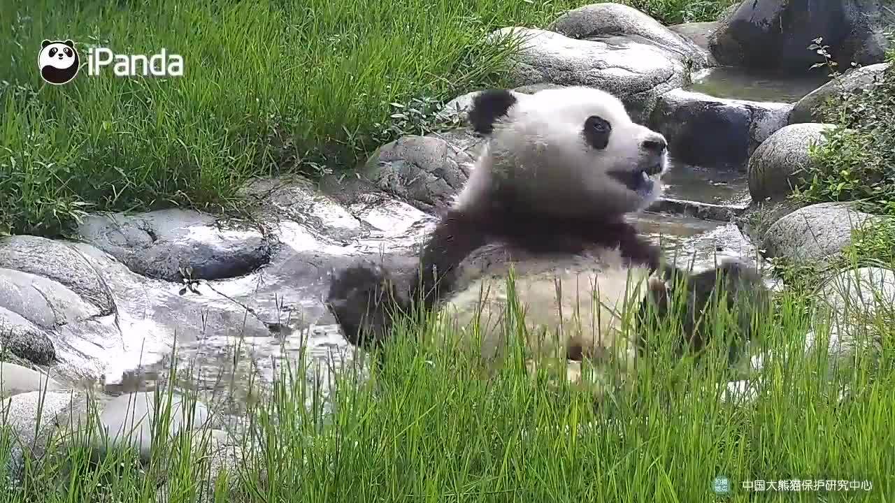 真会玩!熊猫宝宝一边洗澡一边翻滚,怪不得叫"滚滚"