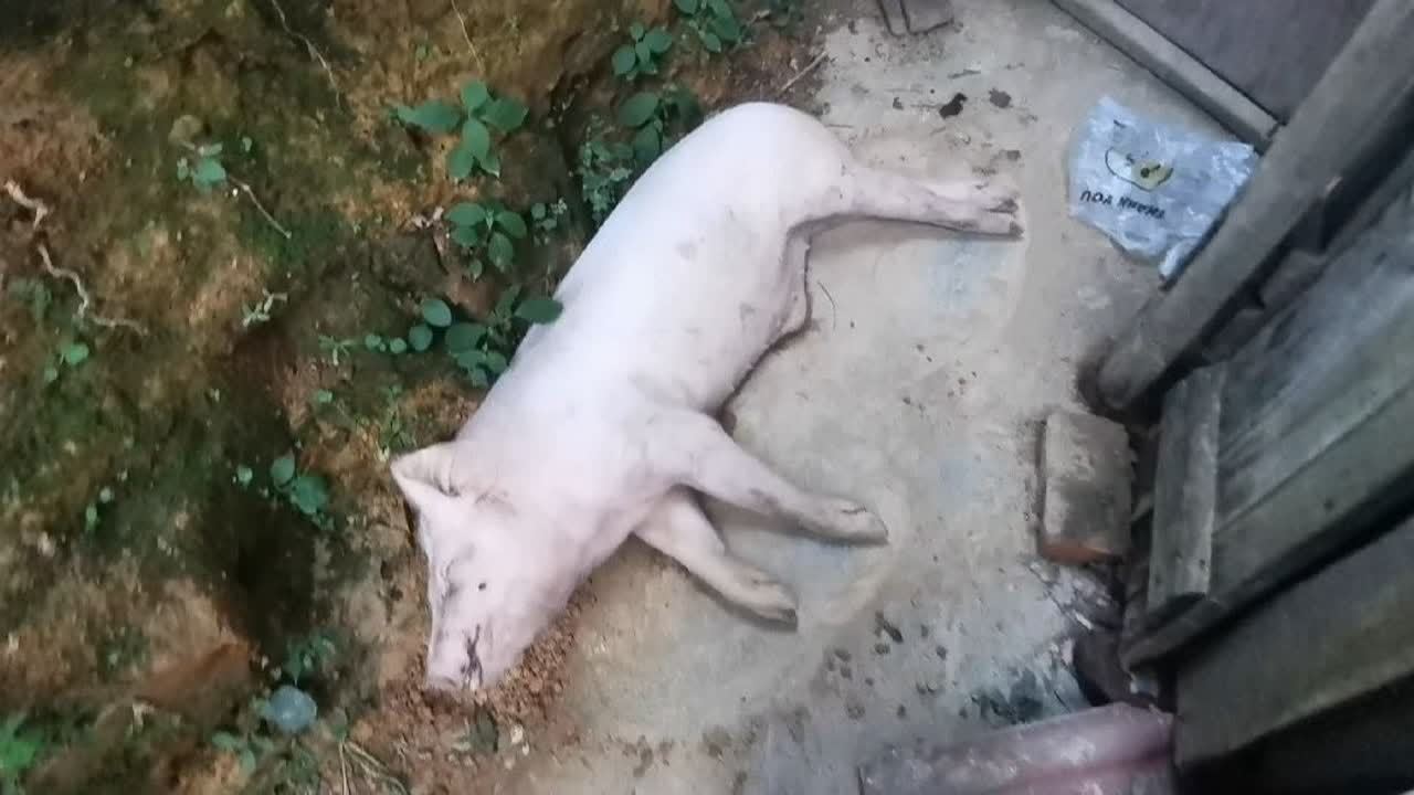 老妈养了200天的猪死了 一个人偷偷的哭 最后也只能这样处理