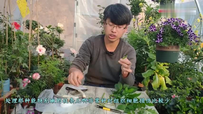 花卉、果树嫁接最基础的东西,虽然简单但对嫁接成活率很重要