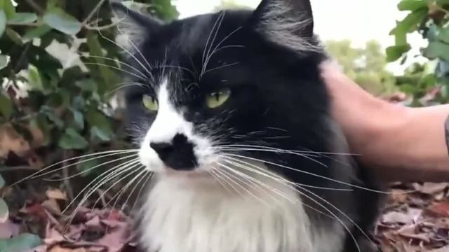 野外发现几只流浪猫,想带回家收养可以吗