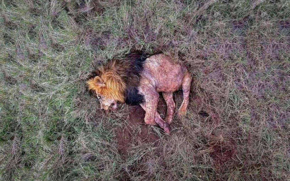 狮王之死:年迈的塞伦盖蒂之王小鲍勃被三只雄狮围殴杀死