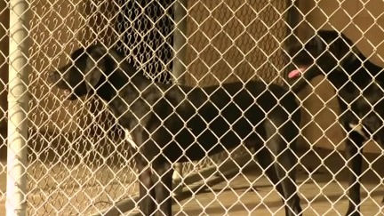 一只生命力顽强的狗狗,被执行安乐死之后,竟奇迹般的活了下来