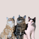 猫食日记 