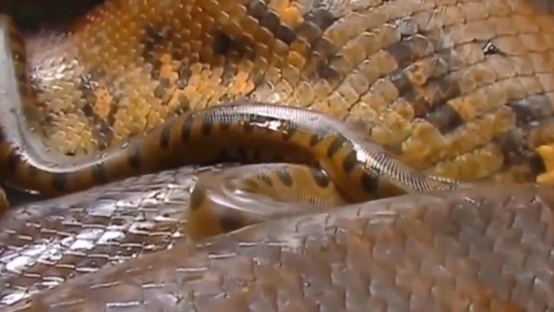 动物世界,蟒蛇的威慑力太强大了,一举一动都透漏着王者的气息