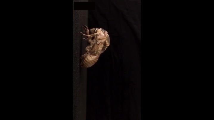 一只蝉的蜕变全过程