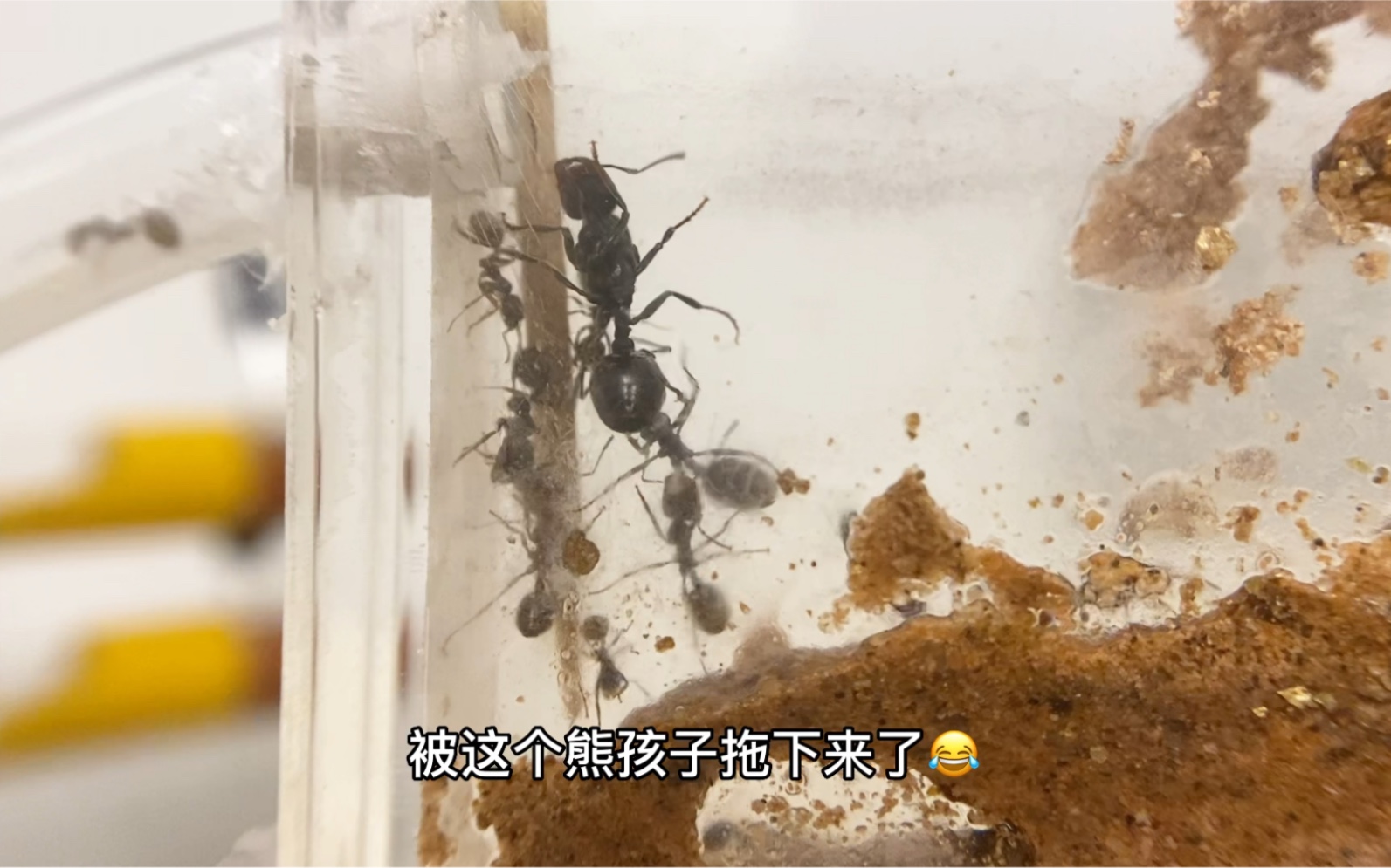 工匠收获蚁|沙巢换试管巢