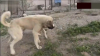 中亚牧羊犬大战土耳其坎高, 大型猛犬的生死较量