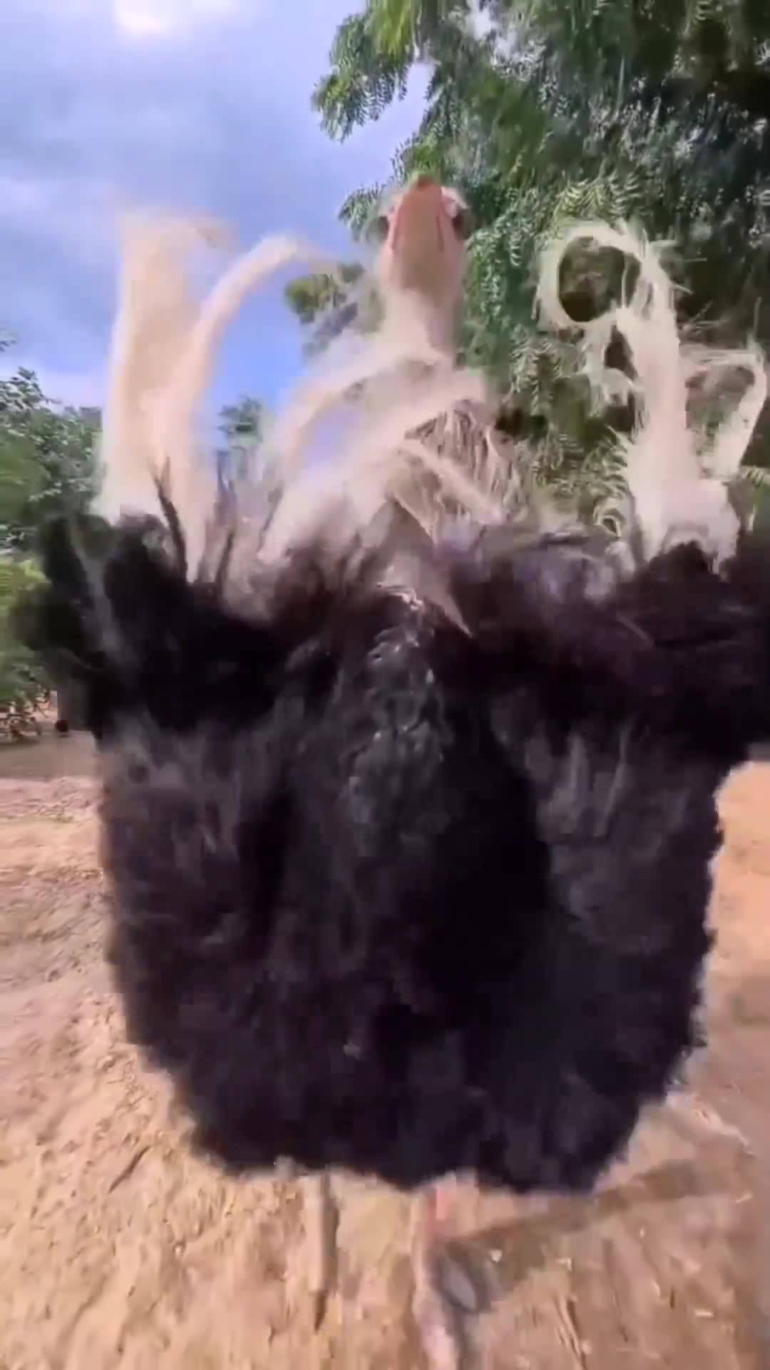 泄殖腔是所有鸟类、大多数爬行动物和两栖动物中的排泄口