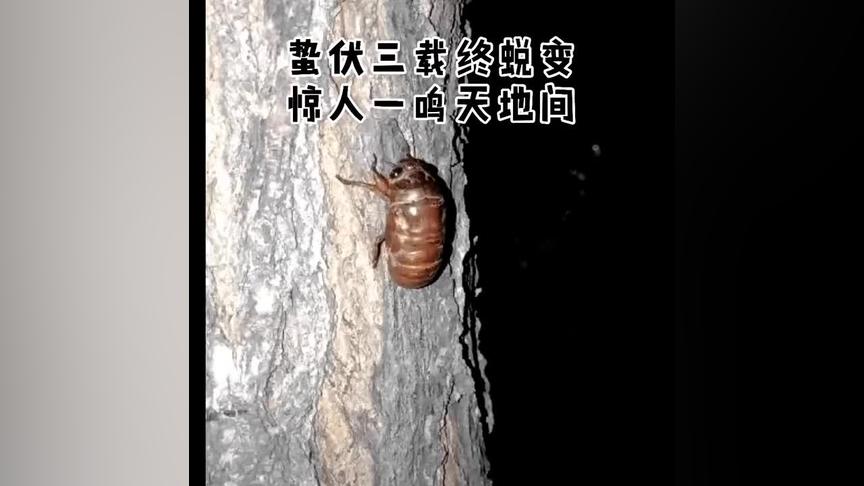 #破茧成蝶 花了两个小时,终于等到金蝉脱壳全过程