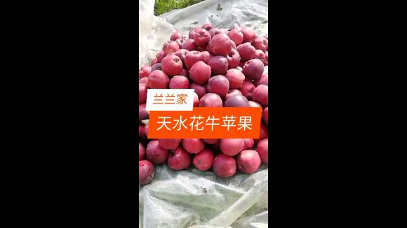 我家的花牛绿色认证下来了!这么好的苹果为啥就没人买呢?