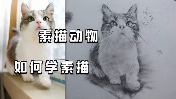 素描动物,零基础素描教程。美院老师带你画爱宠,喜欢的可以转发