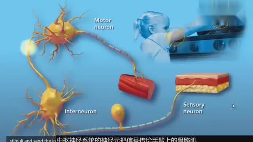神经冲动是如何传播的?我们的手触摸到烫东西迅速缩回来全靠它