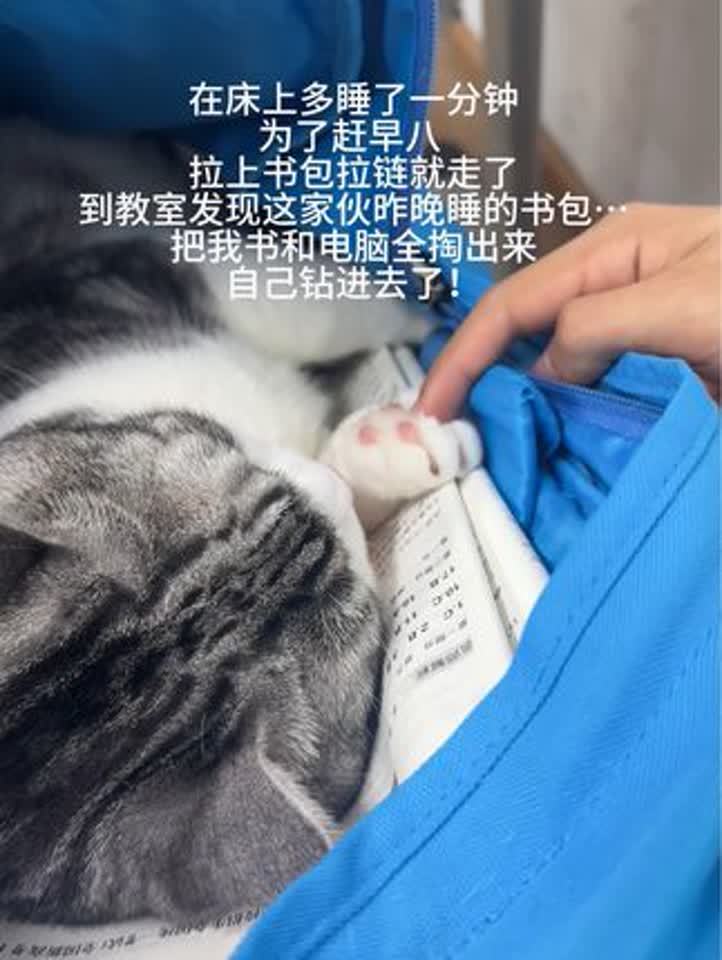 其实上课没电脑也不是不行…哈哈哈哈相当于有个暖宝宝了!#猫咪上学...