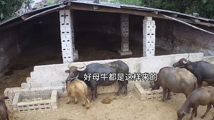怎样提高母牛群的经济效益