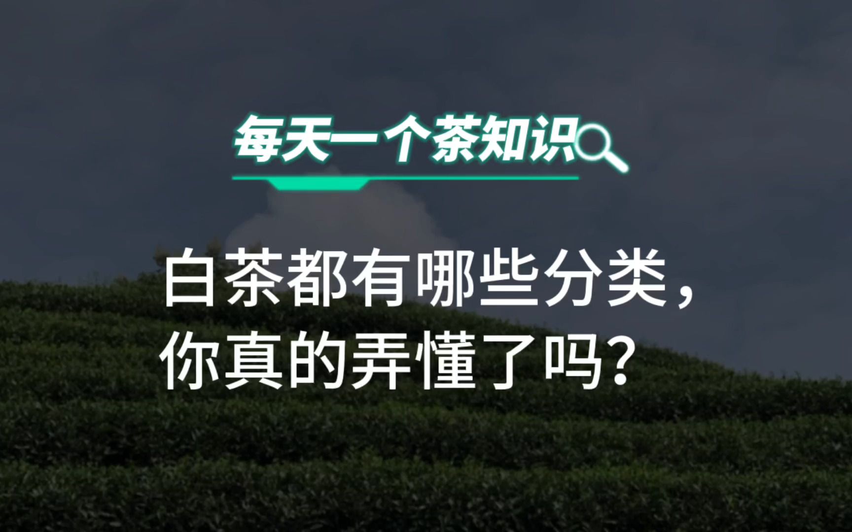 白茶都有哪些分类,你真的弄懂了吗?