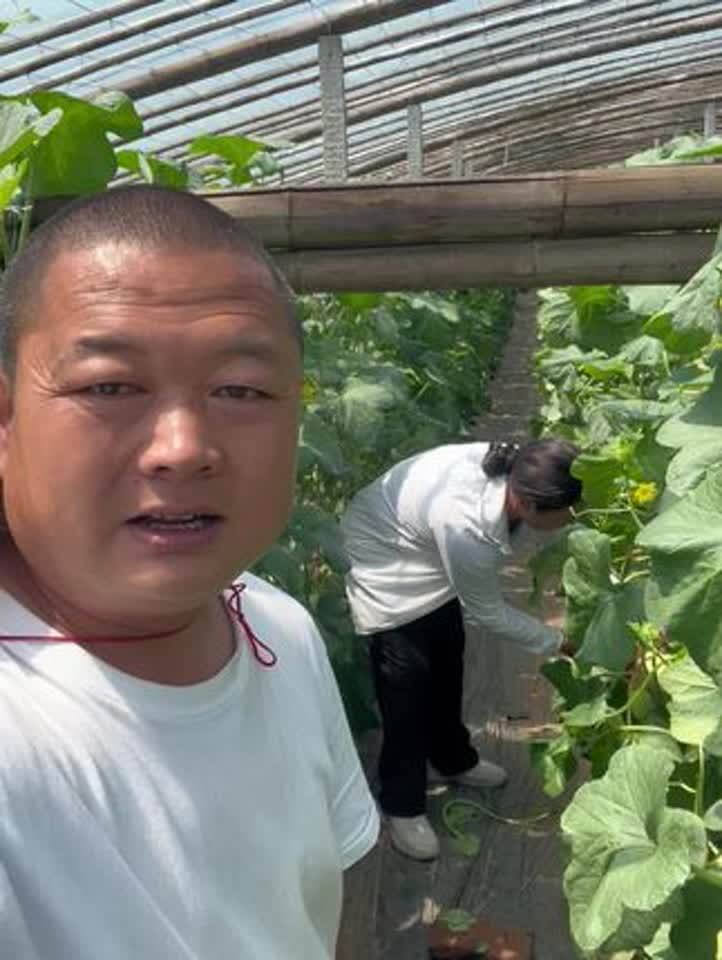 玉菇甜瓜来了!#玉菇甜瓜