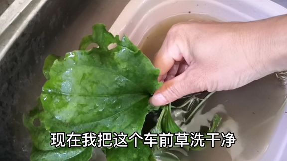 看着不起眼的车前草,功效特多药用价值特别高,带你去了解一下吧