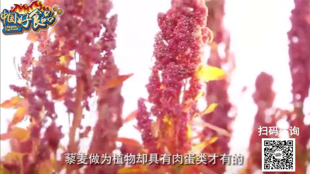 《中国好食品》春节特别推荐——张北藜麦