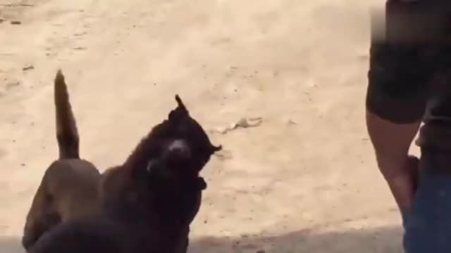 比特犬对战马犬,马犬占据了先机,比特依靠顽强的毅力和体能翻盘