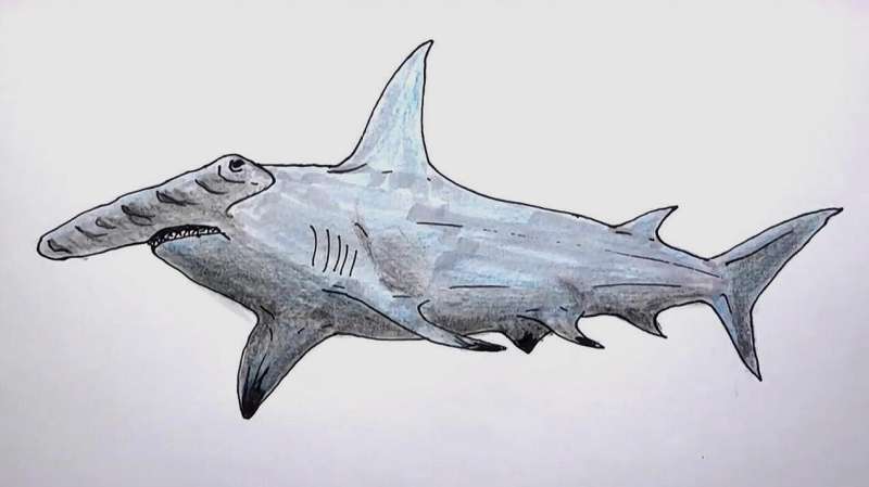 儿童早教绘画视频,教孩子们绘制一条鲨鱼