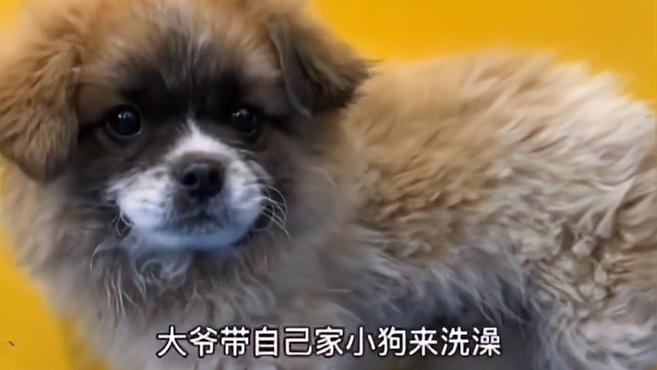 大爷送小狗到宠物店洗澡,洗完大爷懵了,缓了好久才接受事实!