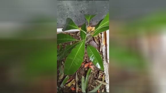 种植芒果步骤就这简单三步,方法易学,赶快动起来吧!