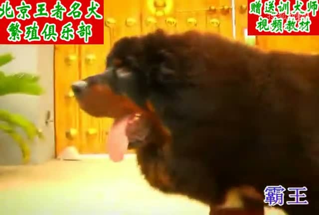 24纯种藏獒打架配种销售霸王倾城