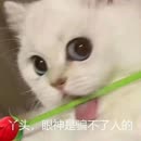 奶支柚 