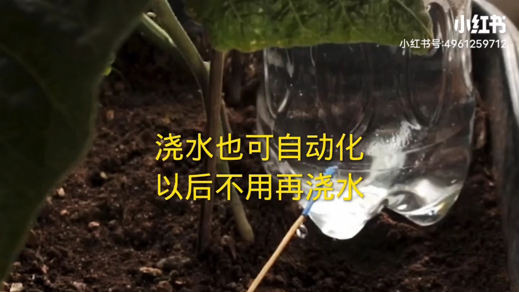 浇水也可自动生成,简易版滴灌技术!