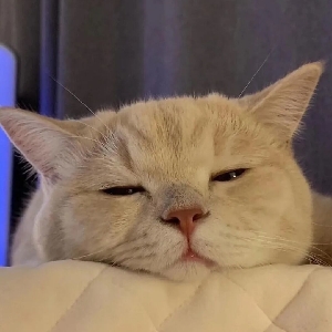落尘owo 