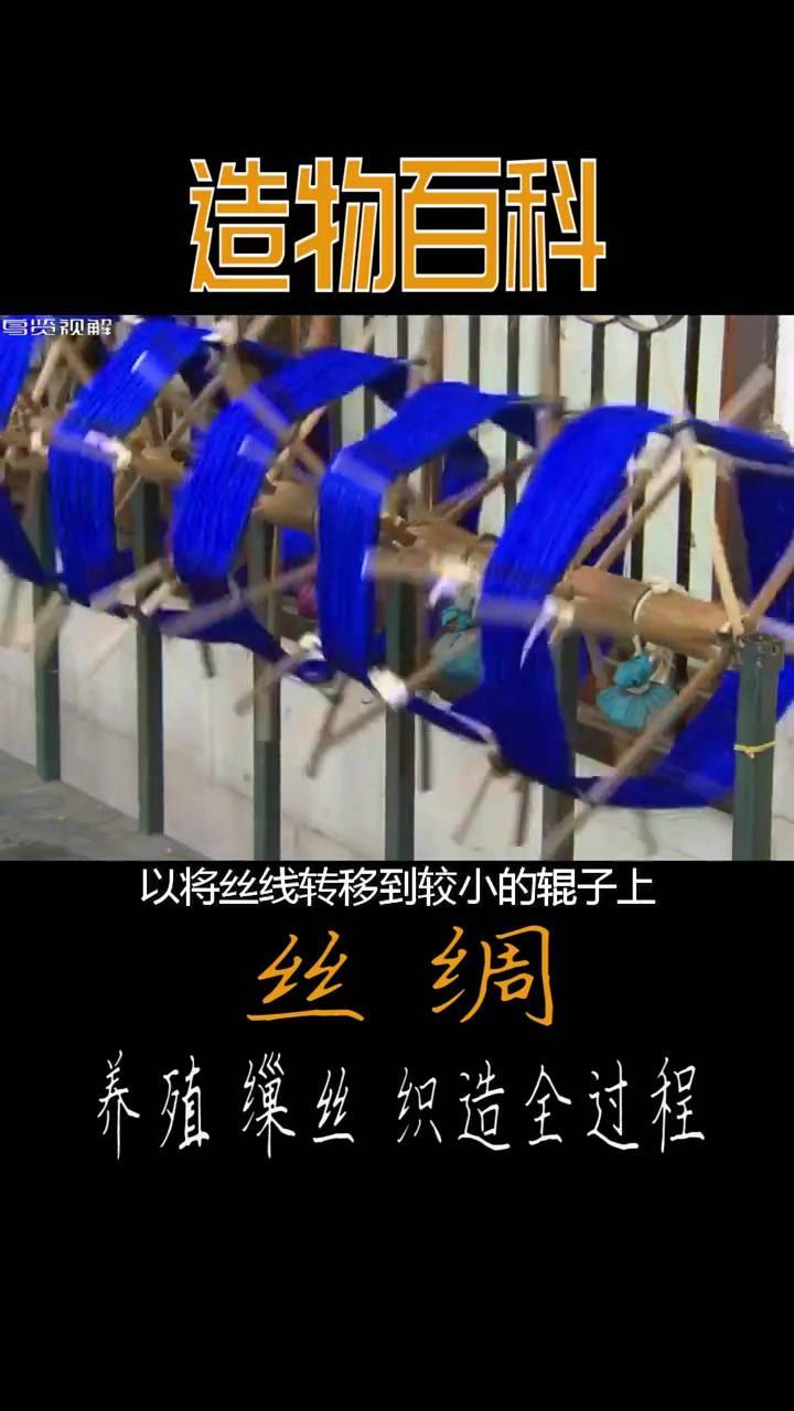 你知道如何将蚕宝宝,制作成价比黄金的丝绸吗