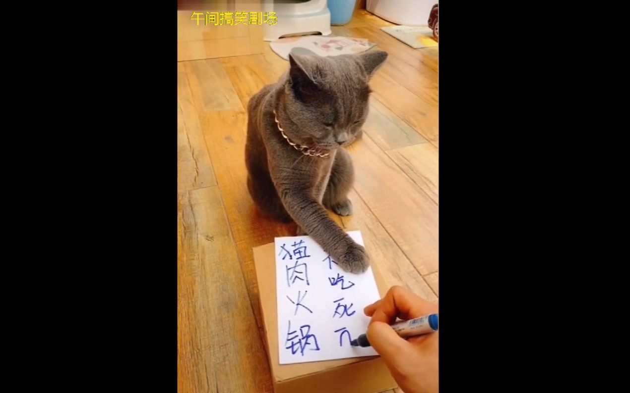 动物也能生气:它的表情好可爱,太搞笑啦