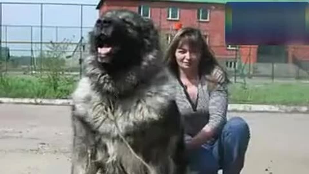 【高加索犬】 高加索犬高加索犬咬死藏獒 视频