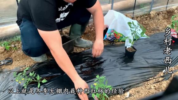 冬季西红柿栽种技术分享,掌握这几点,2个月就能开花结果了