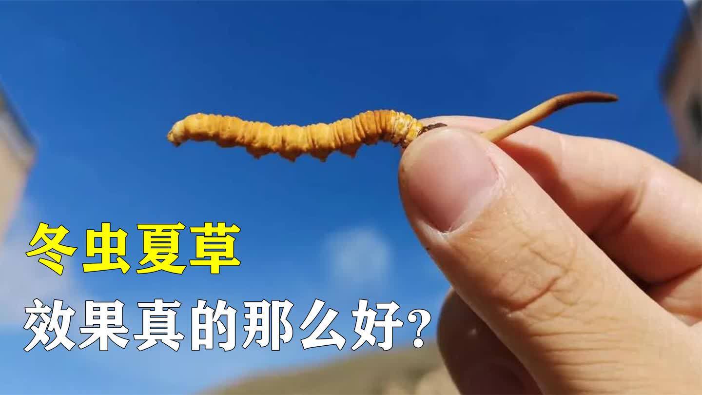 冬虫夏草真的那么神奇吗?真的能治百病?它究竟是虫是草