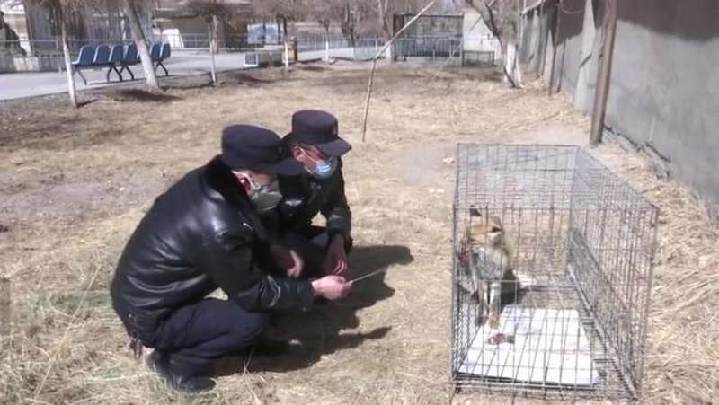 青海警方成功救助国家陆生野生动物沙狐并放生
