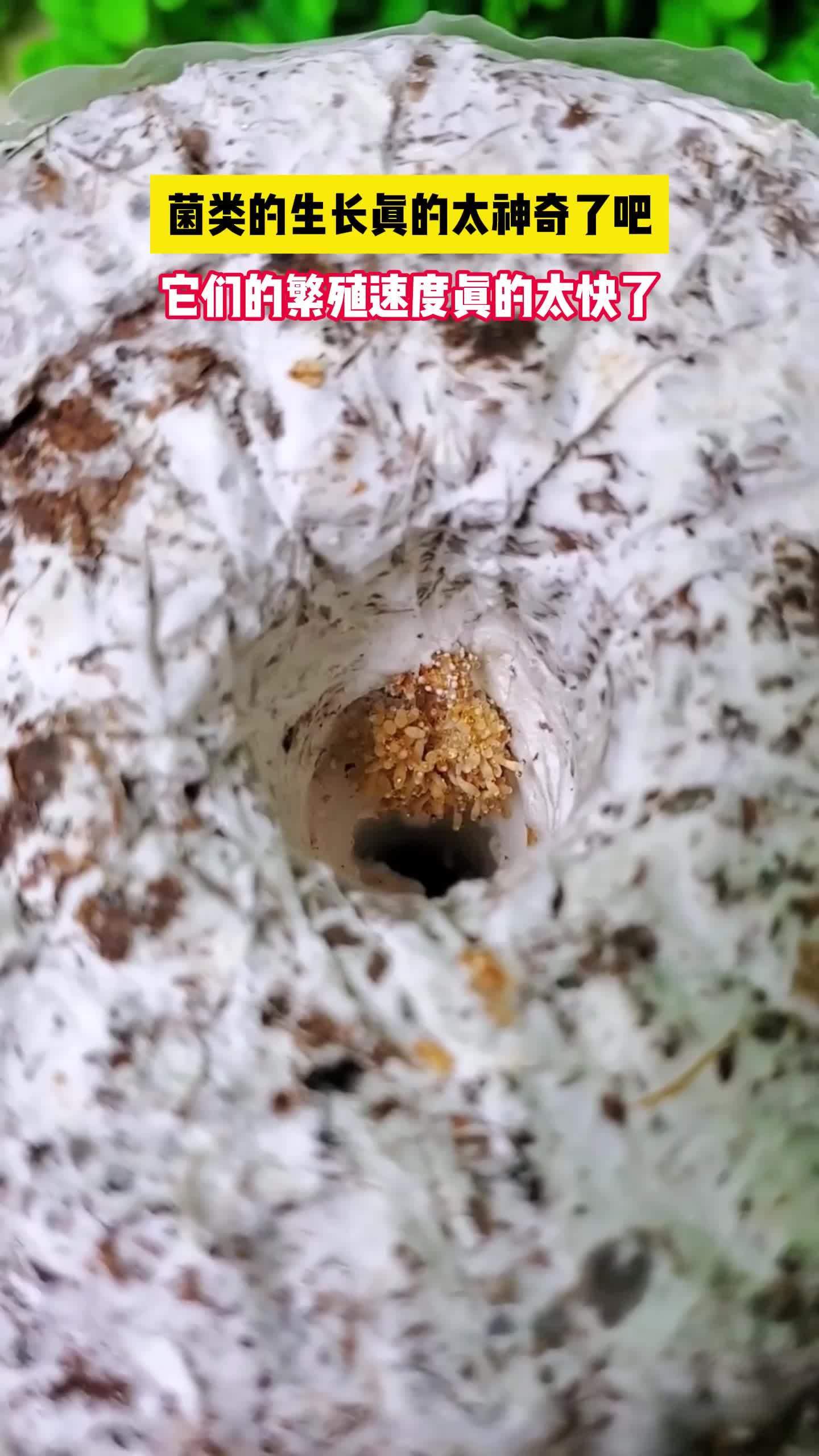 菌类的生长真的太神奇了吧