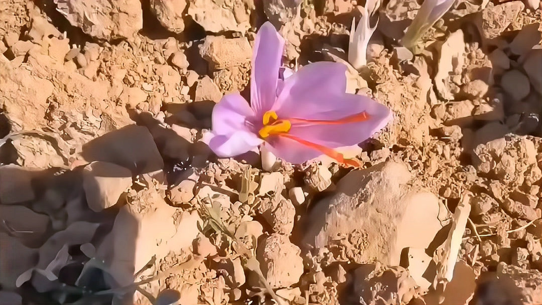 有谁知道这是什么花吗?听说药用价值很高的