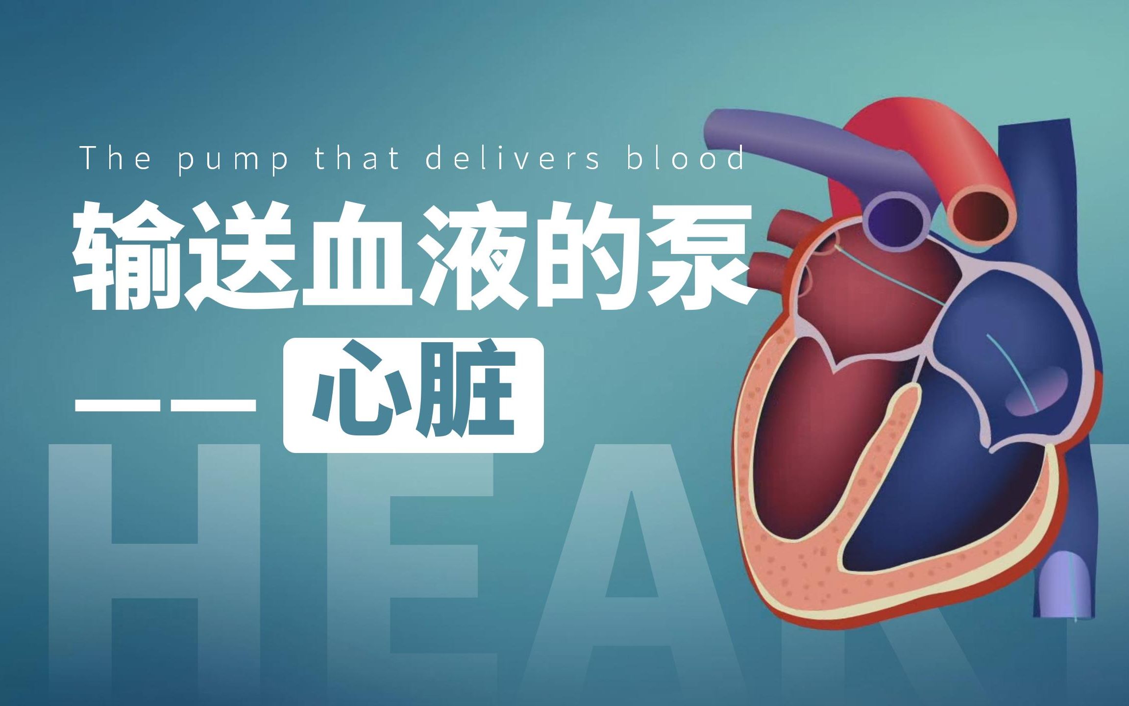 生物七下课件 | 输送血液的泵——心脏(人教版)
